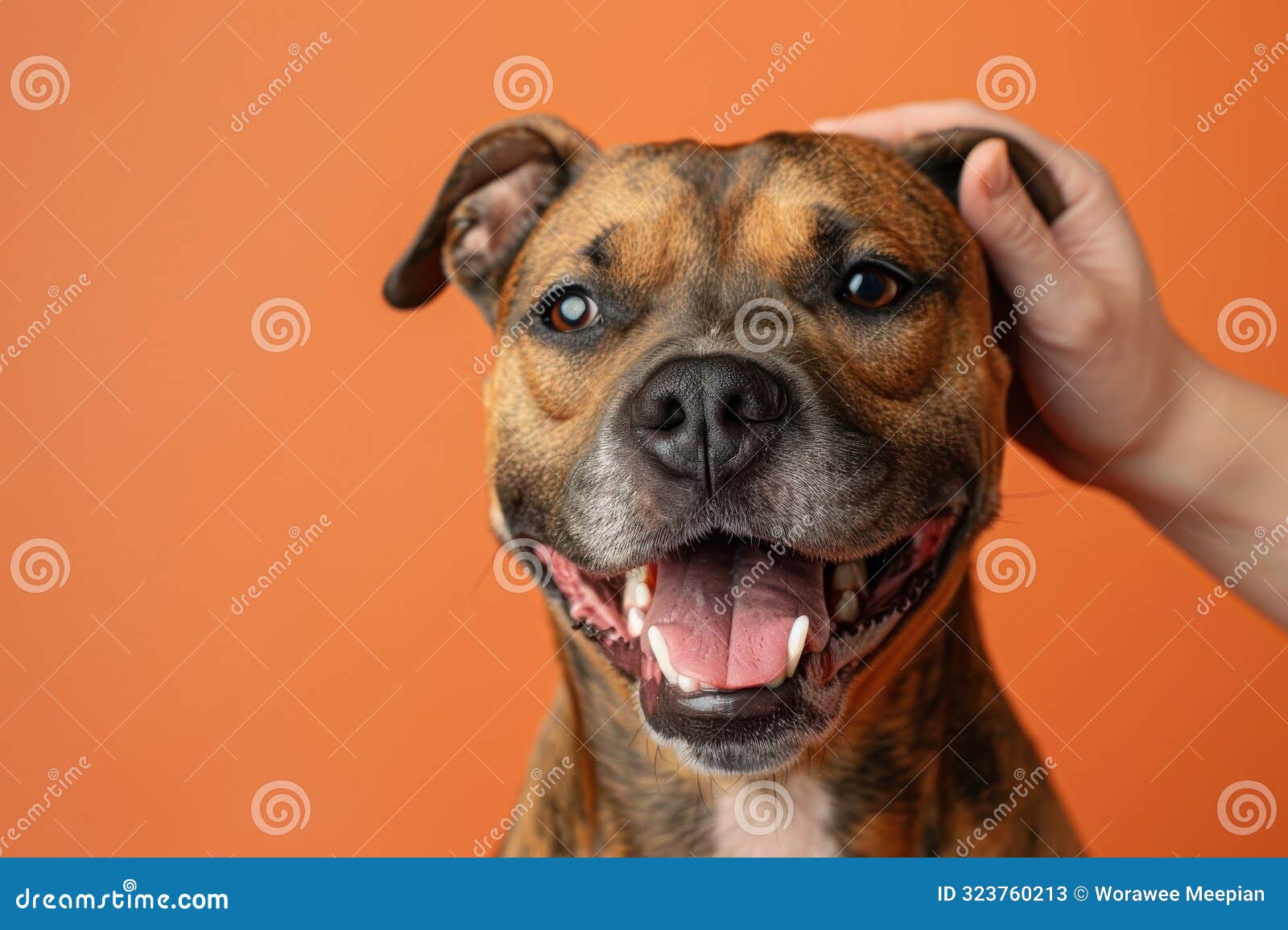 A Dog Whose Head is Rubbed Smiles Happily Stock Image - Image of puppy ...