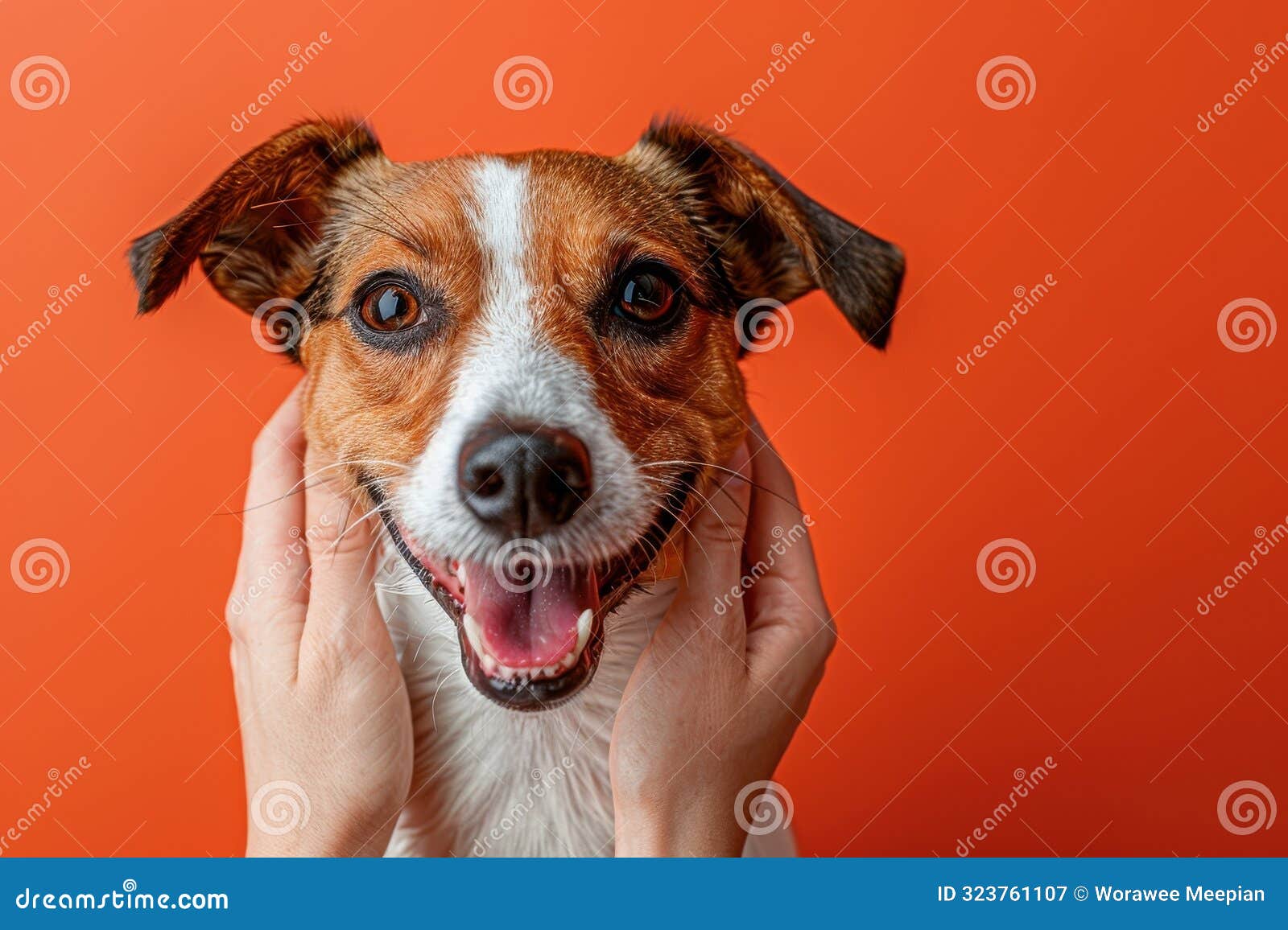 A Dog Whose Head is Rubbed Smiles Happily Stock Image - Image of puppy ...
