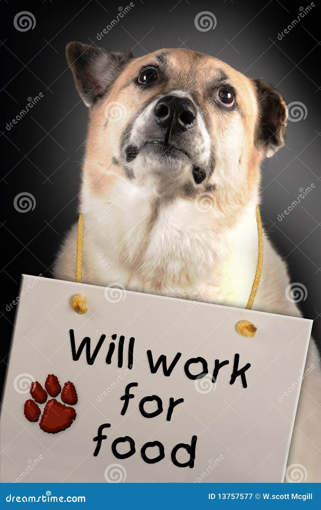 Will Work For Food. Photo Of Dismissed Desperate Sad Worker Mature Guy ...