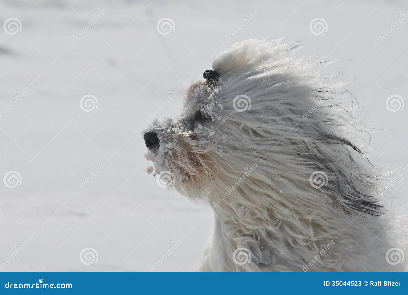 899 Small Dog Wind Stock Photos - Free & Royalty-Free Stock Photos from ...
