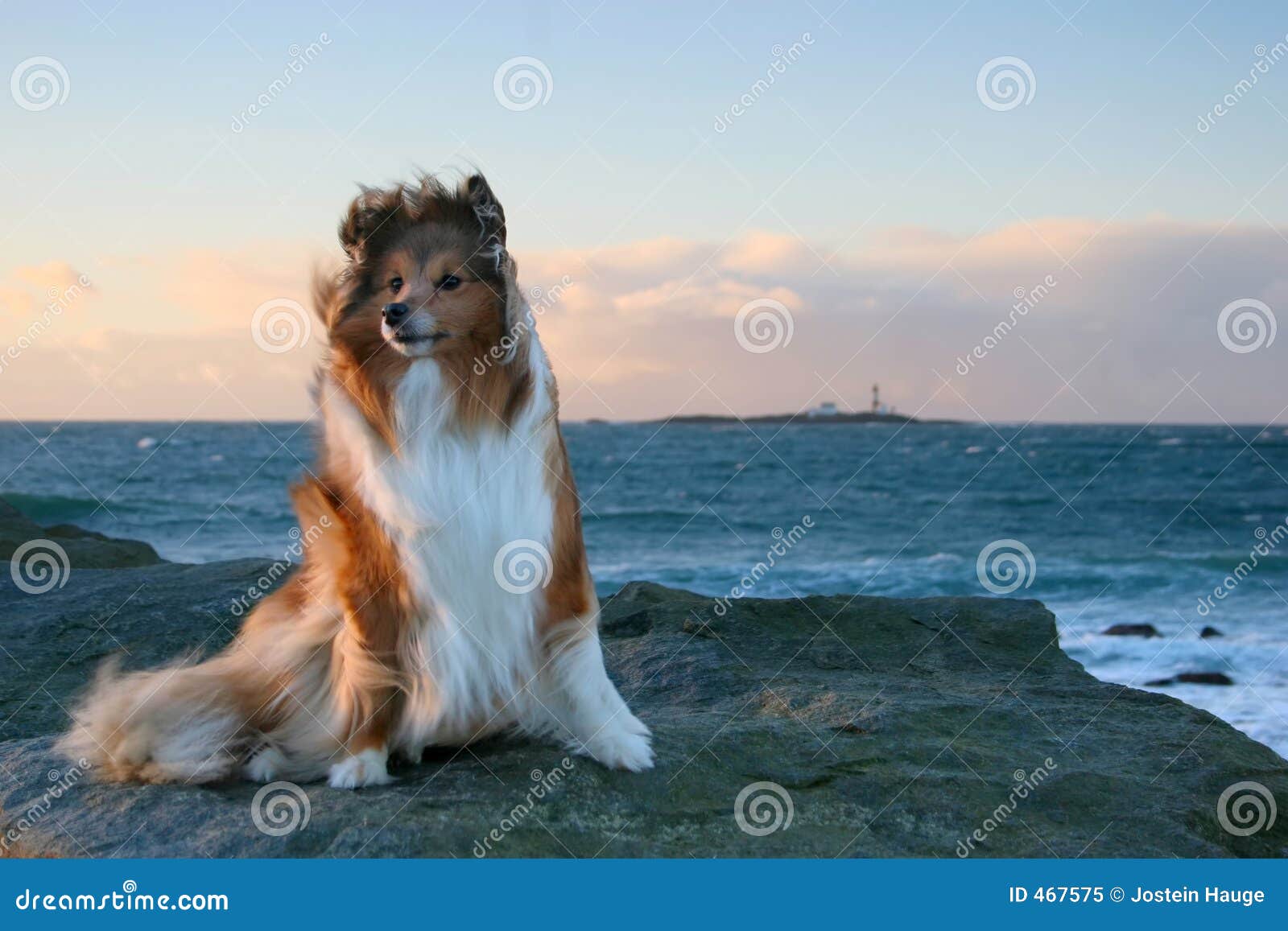 Dog in the Wind stock image. Image of north, evening, canine - 467575