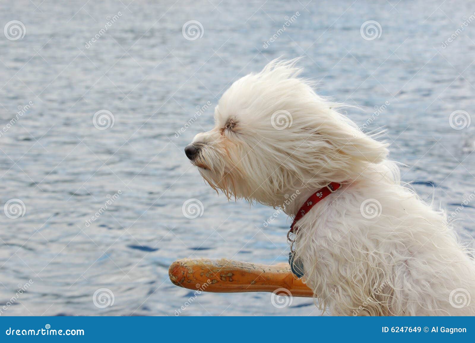 Dog in the wind stock image. Image of water, boating, friend - 6247649