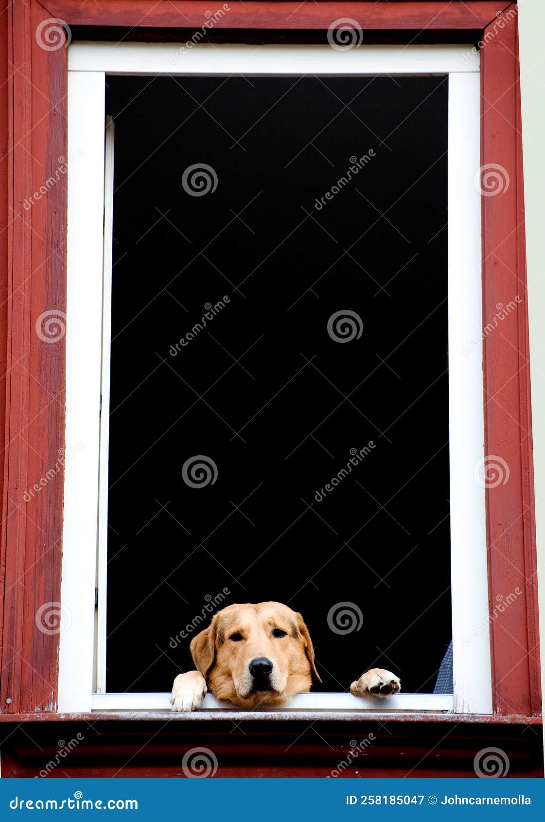 Dog on window ledge. stock image. Image of paws, animals - 258185047
