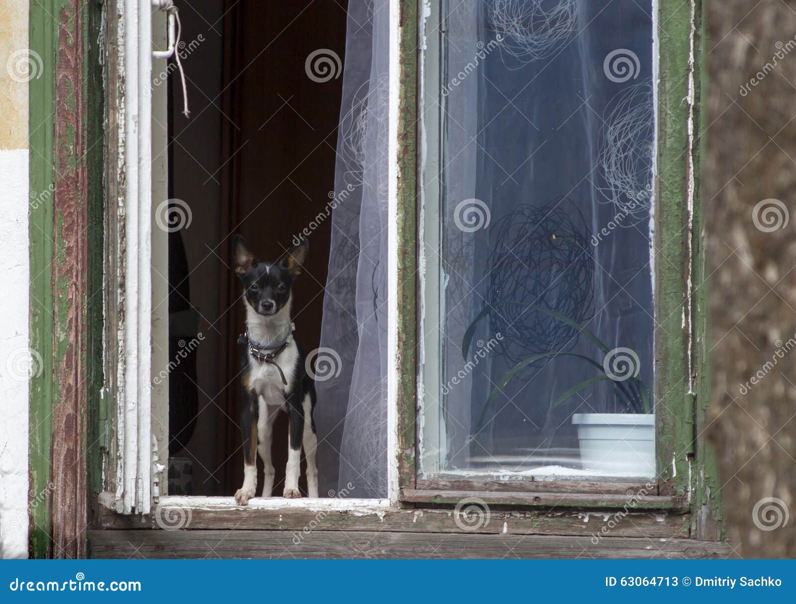 Dog in window stock image. Image of home, looking, purebred - 63064713