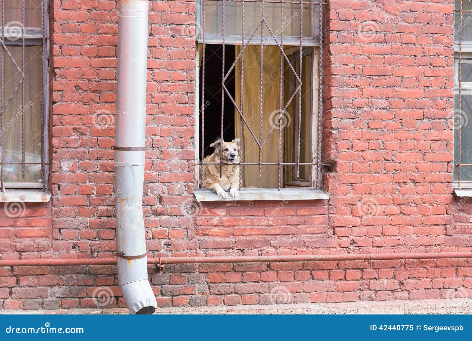 Dog in window stock image. Image of cute, doggy, saint - 42440775