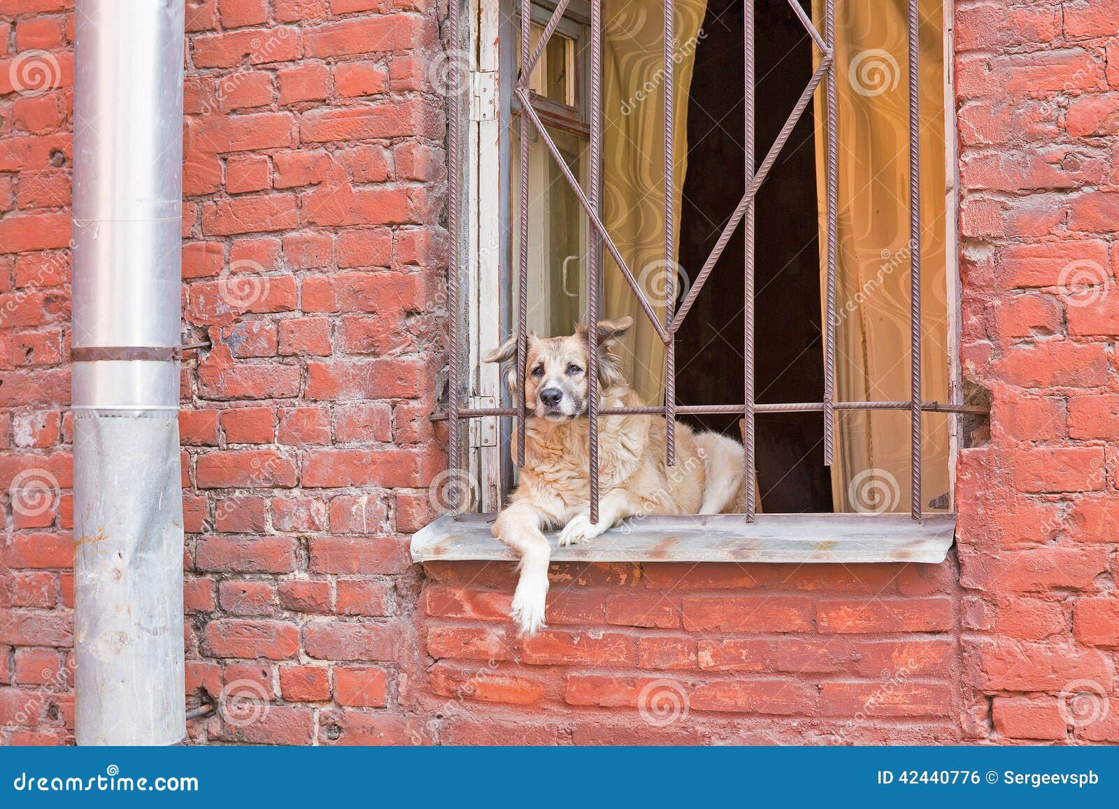 Dog in window stock photo. Image of doggy, curious, canine - 42440776
