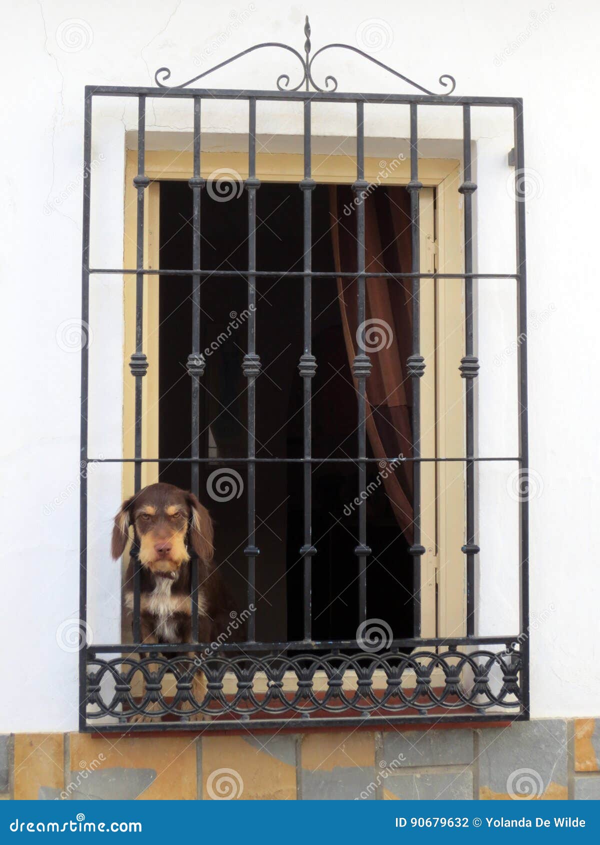 Dog in Window with Mediterranean Bars Stock Photo - Image of sill ...