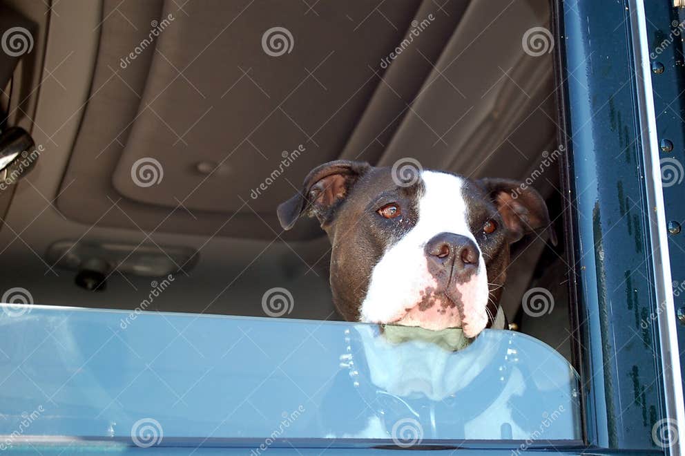 Dog in Window of Truck stock photo. Image of look, hair - 7279996