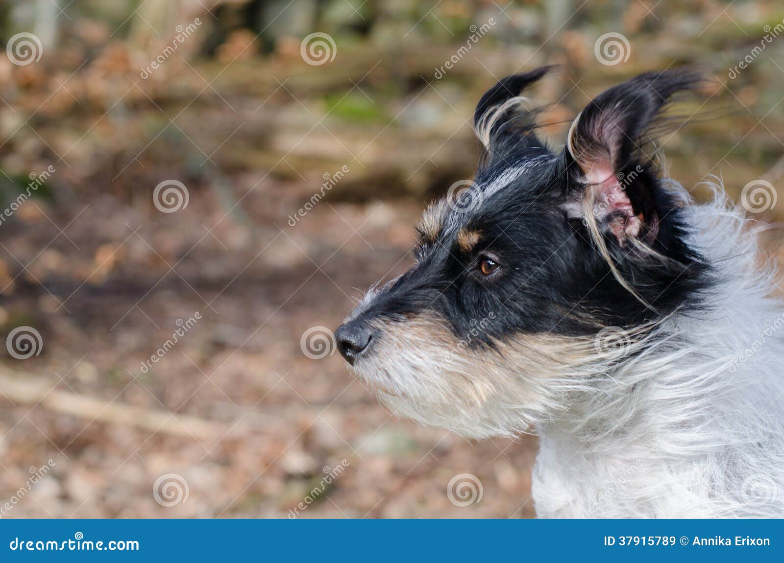Dog in windy weather stock image. Image of blowy, ears - 37915789
