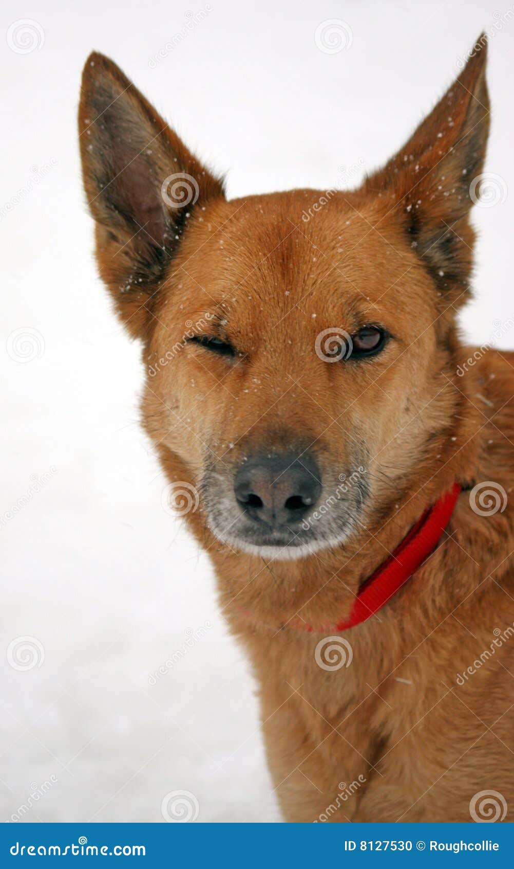 Dog wink stock photo. Image of like, family, mixed, snowy - 8127530