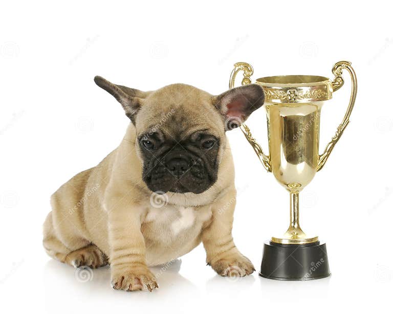 Dog winning stock image. Image of canine, conceptual - 28142139