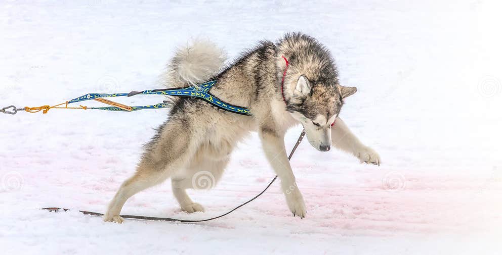 Dog in the Winter Competitions Weight Pulling Stock Photo - Image of force, mammal: 306740972