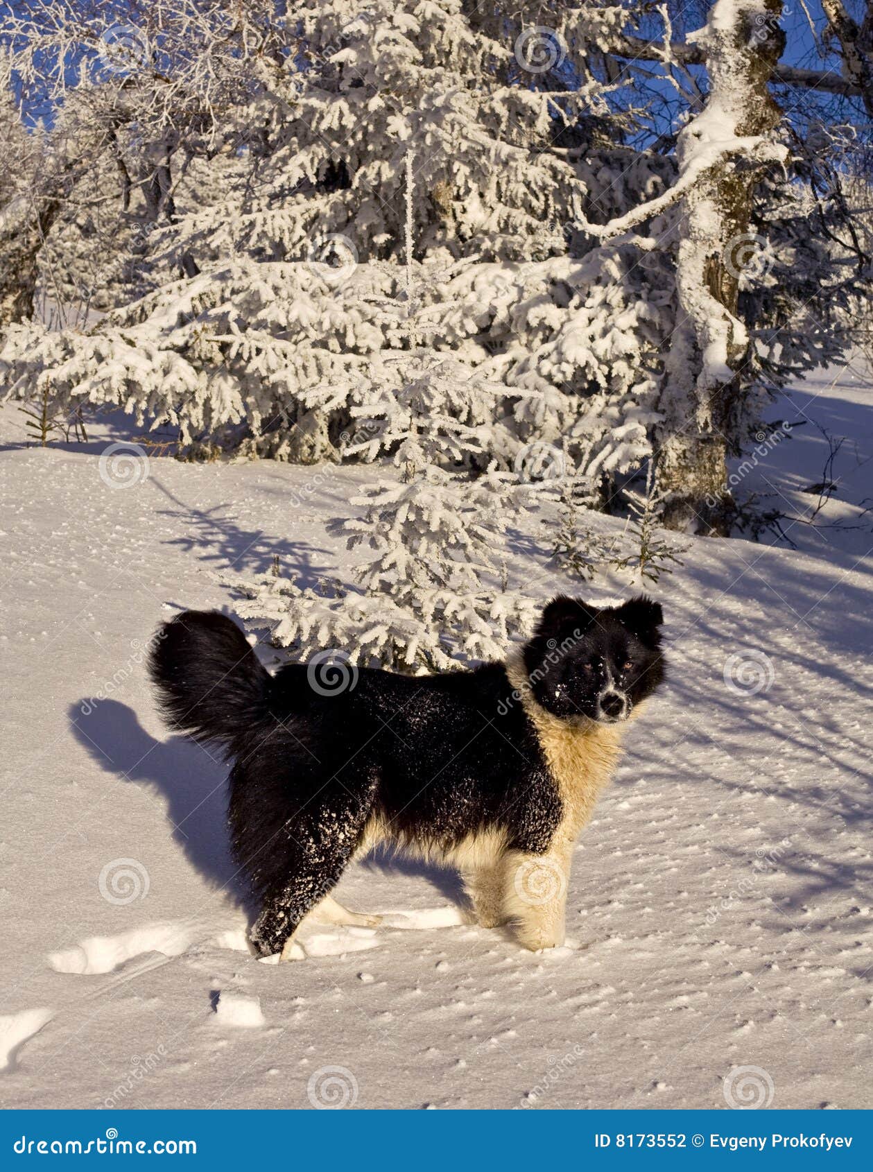 Dog in winter forest stock photo. Image of larch, season - 8173552