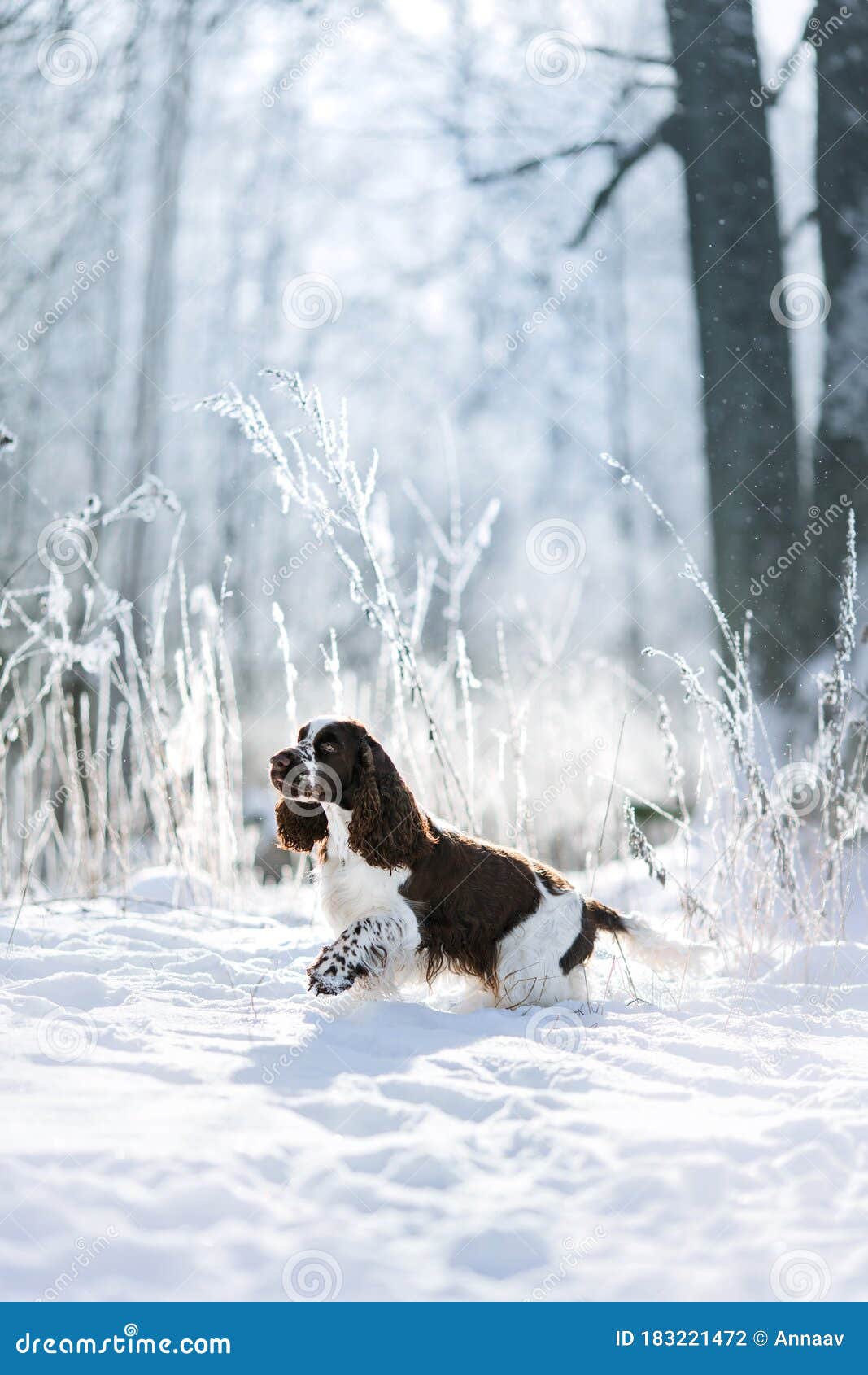 Dog in the Winter in the Snow. Active Springer Spaniel Plays in Nature ...