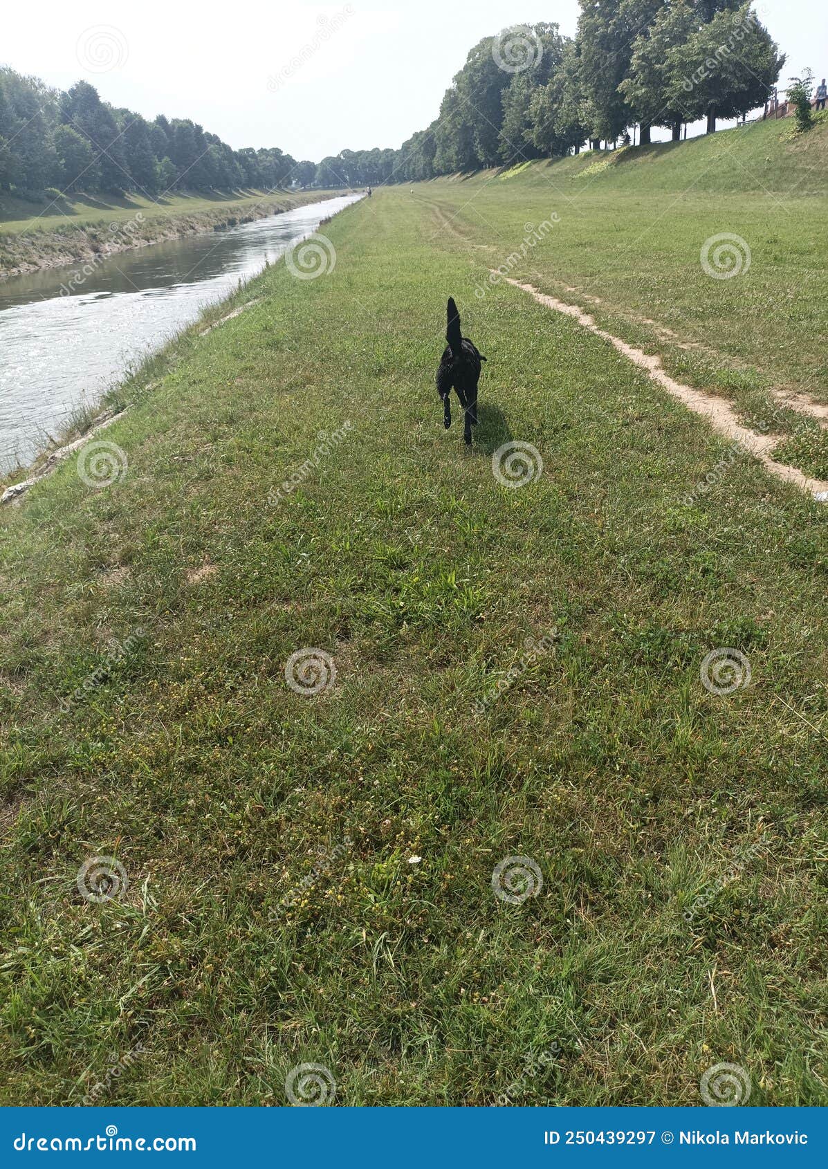 Dog woking in nature stock image. Image of nature, woking - 250439297
