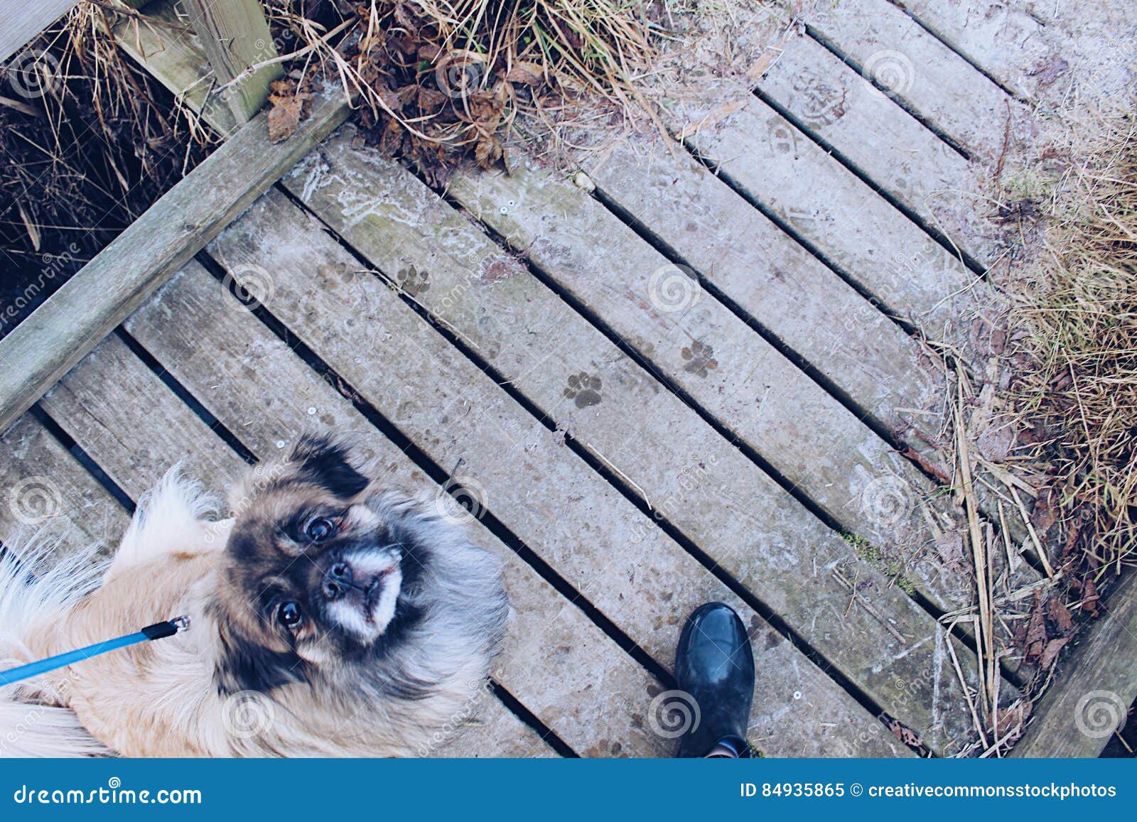 Dog On Wooden Bridge Picture. Image: 84935865