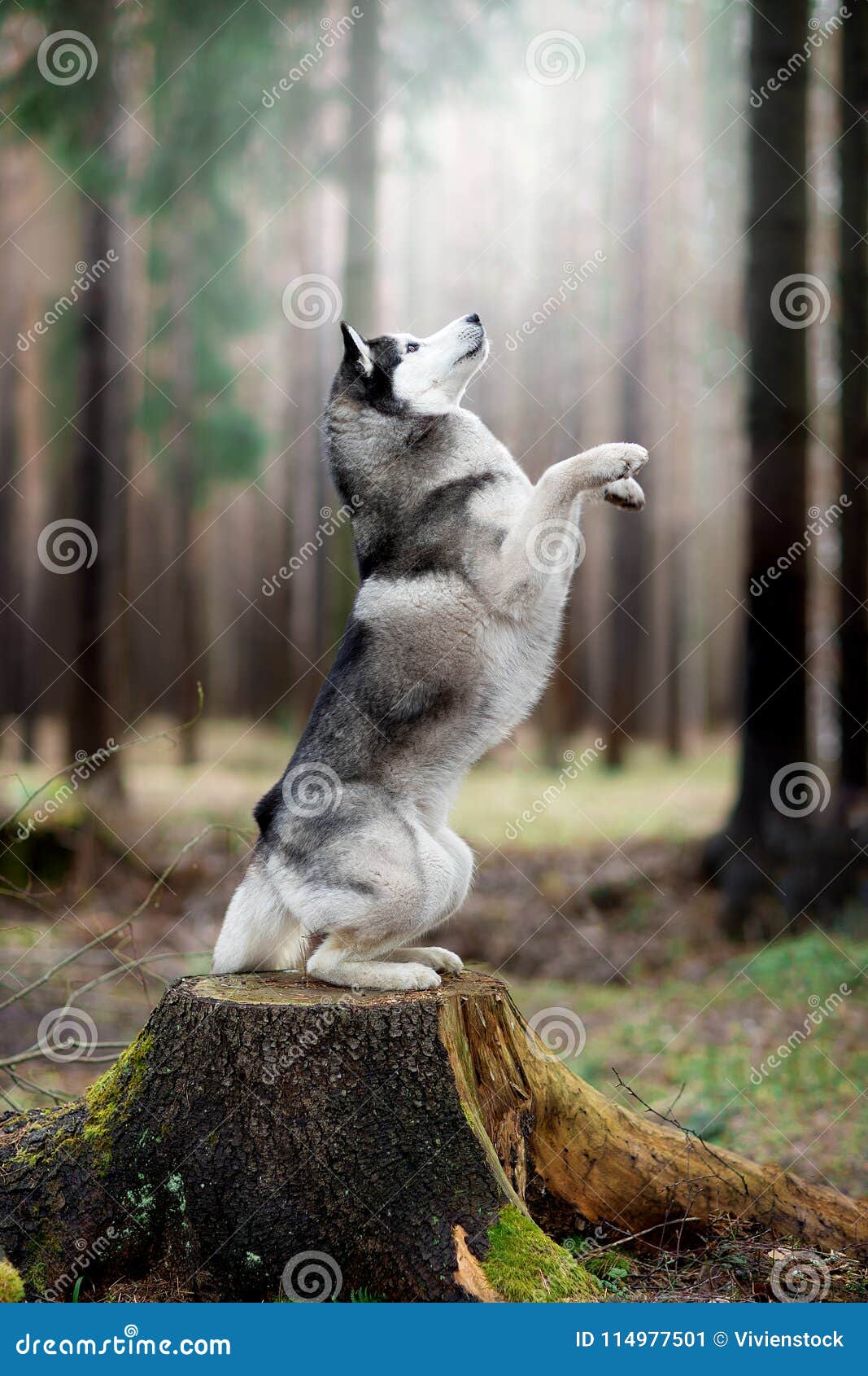 The Dog in the Woods. Siberian Husky Stock Image - Image of climate ...