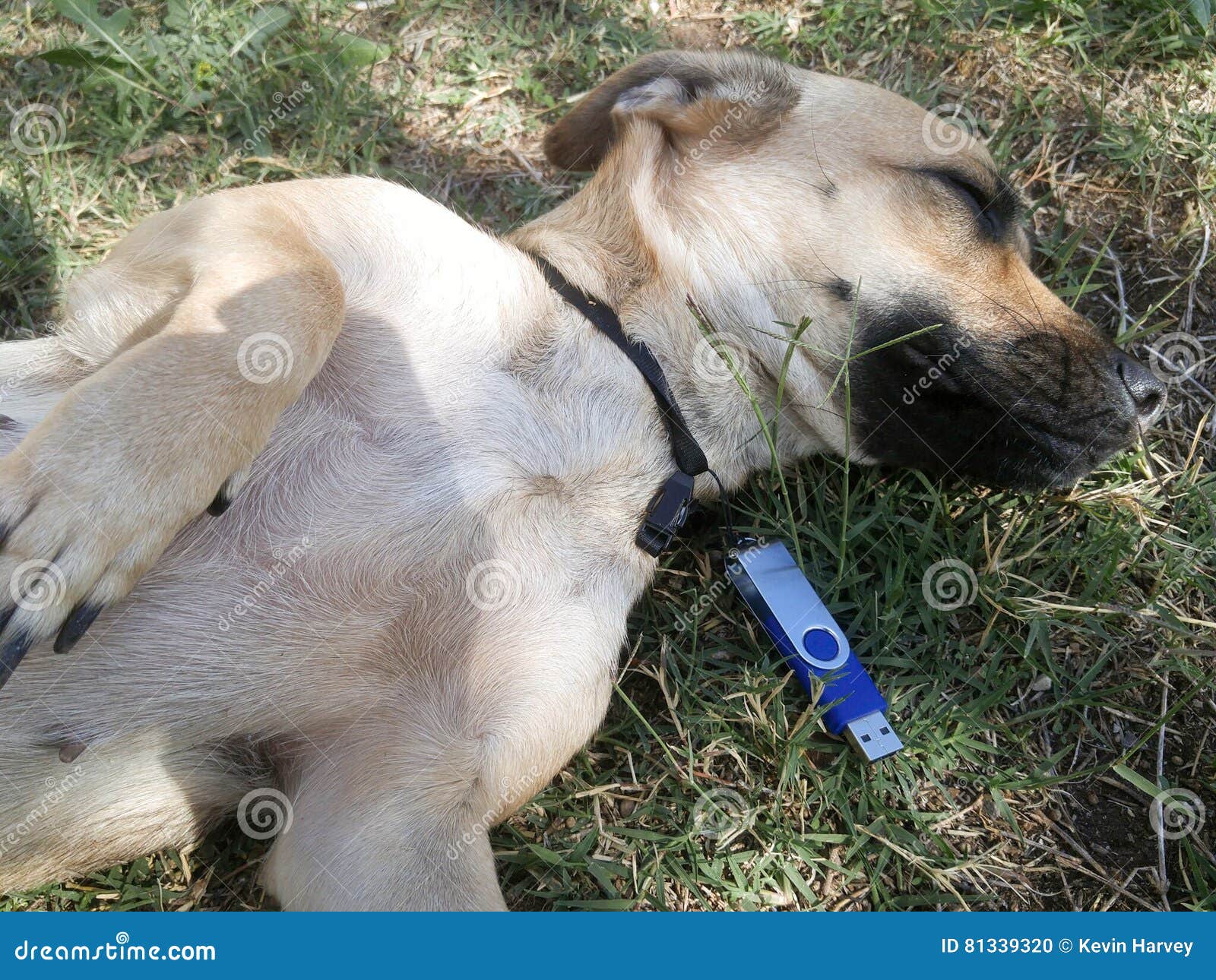 It dog stock photo. Image of break, memory, work, card - 81339320