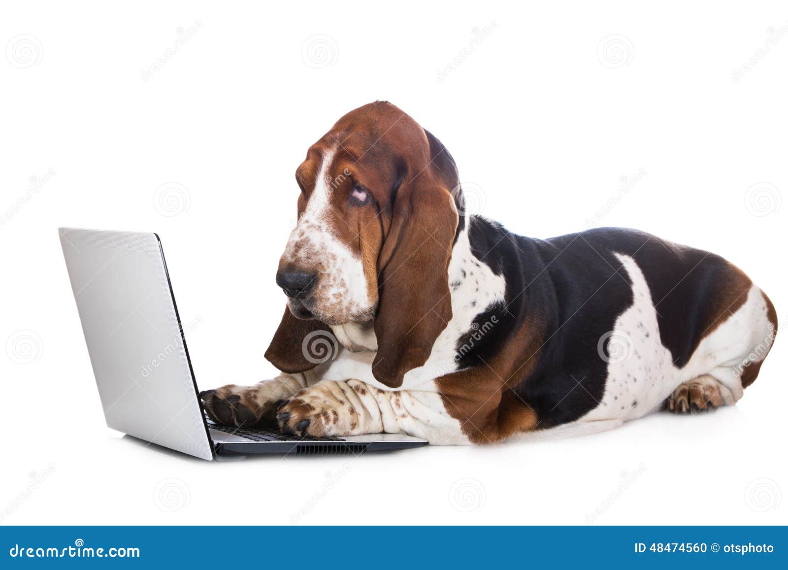 Dog working on a computer stock photo. Image of white - 48474560