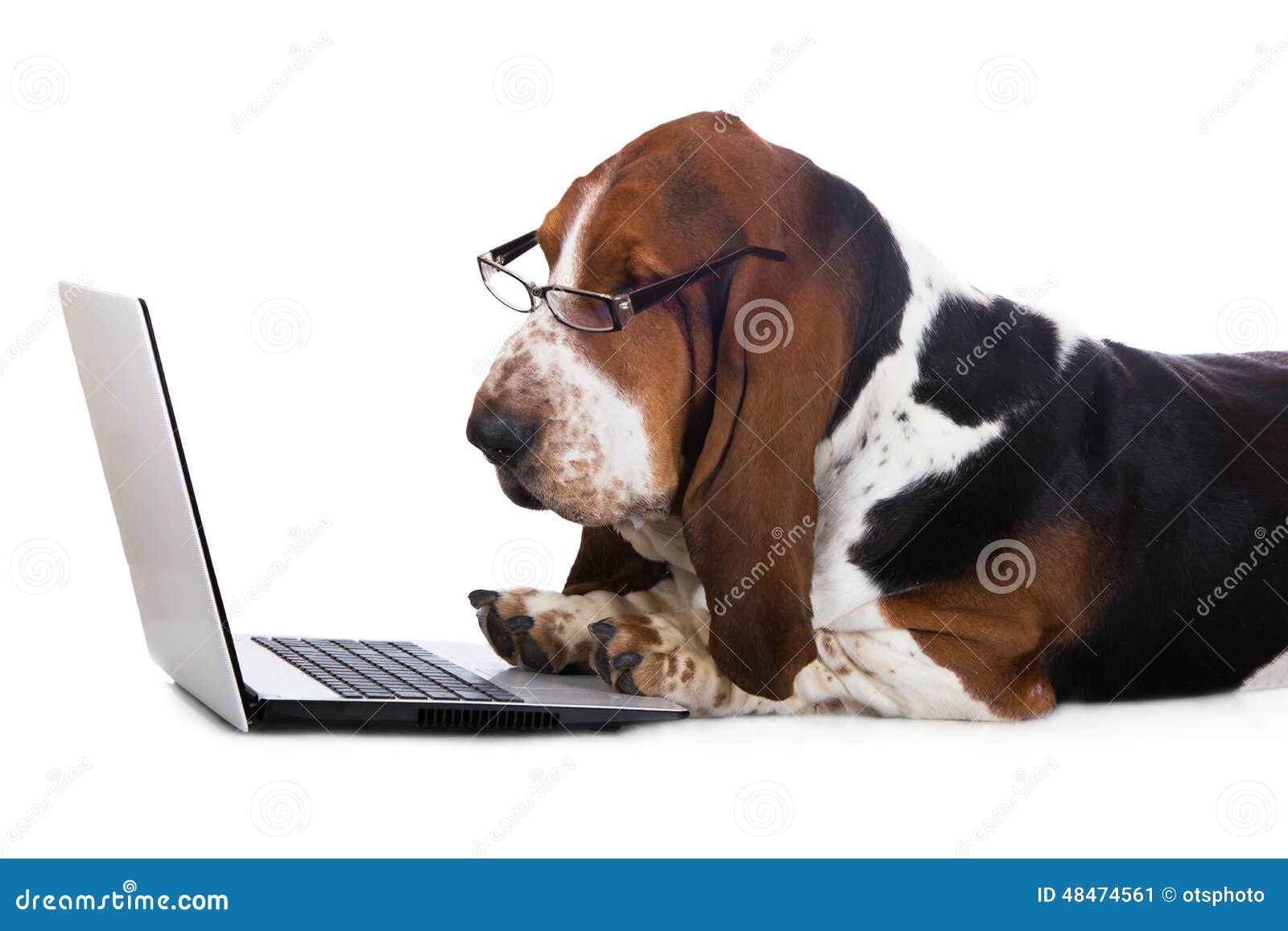 Dog working on a computer stock image. Image of canine - 48474561