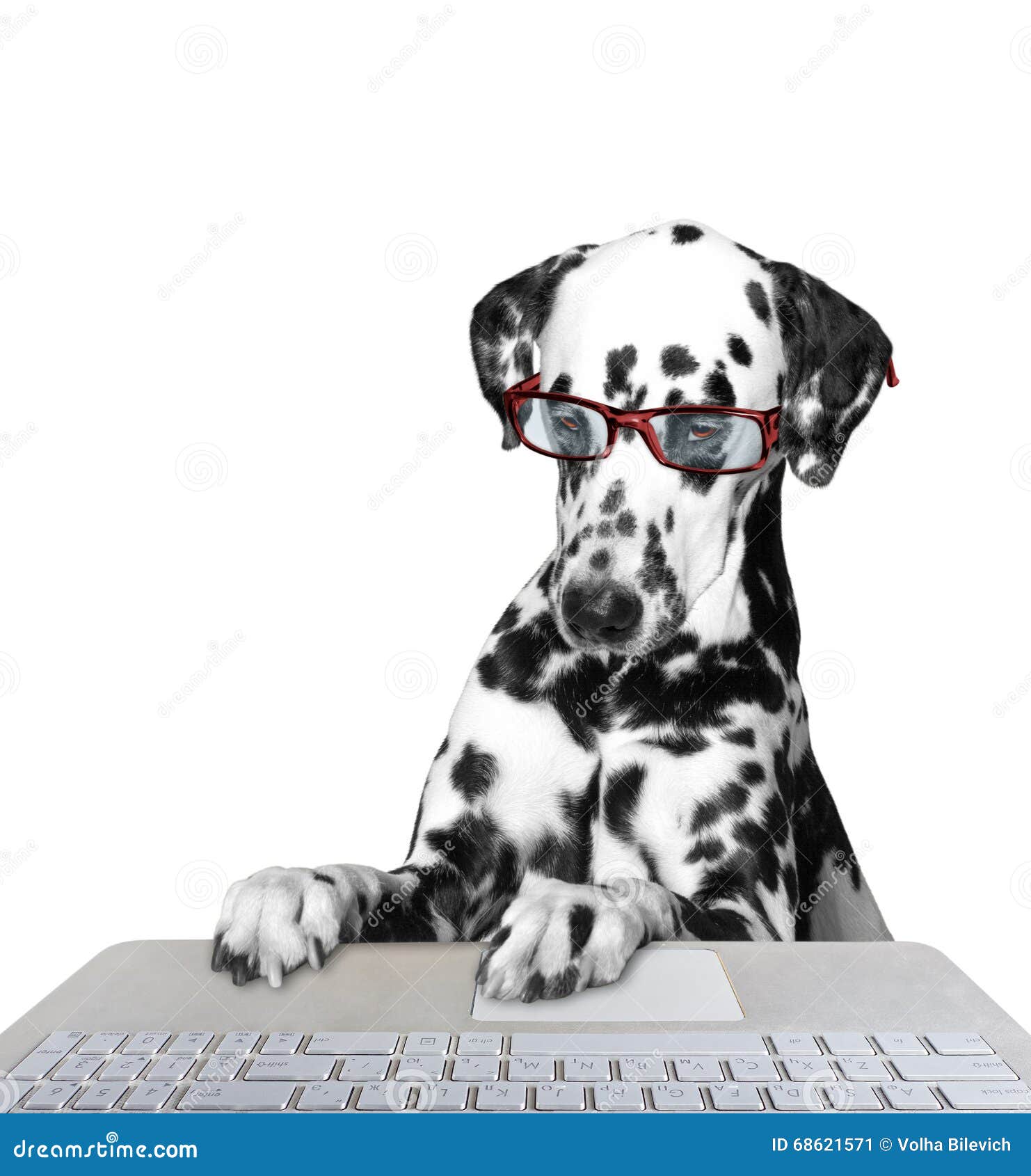 Dog Working on the Computer Stock Image - Image of computer, black ...