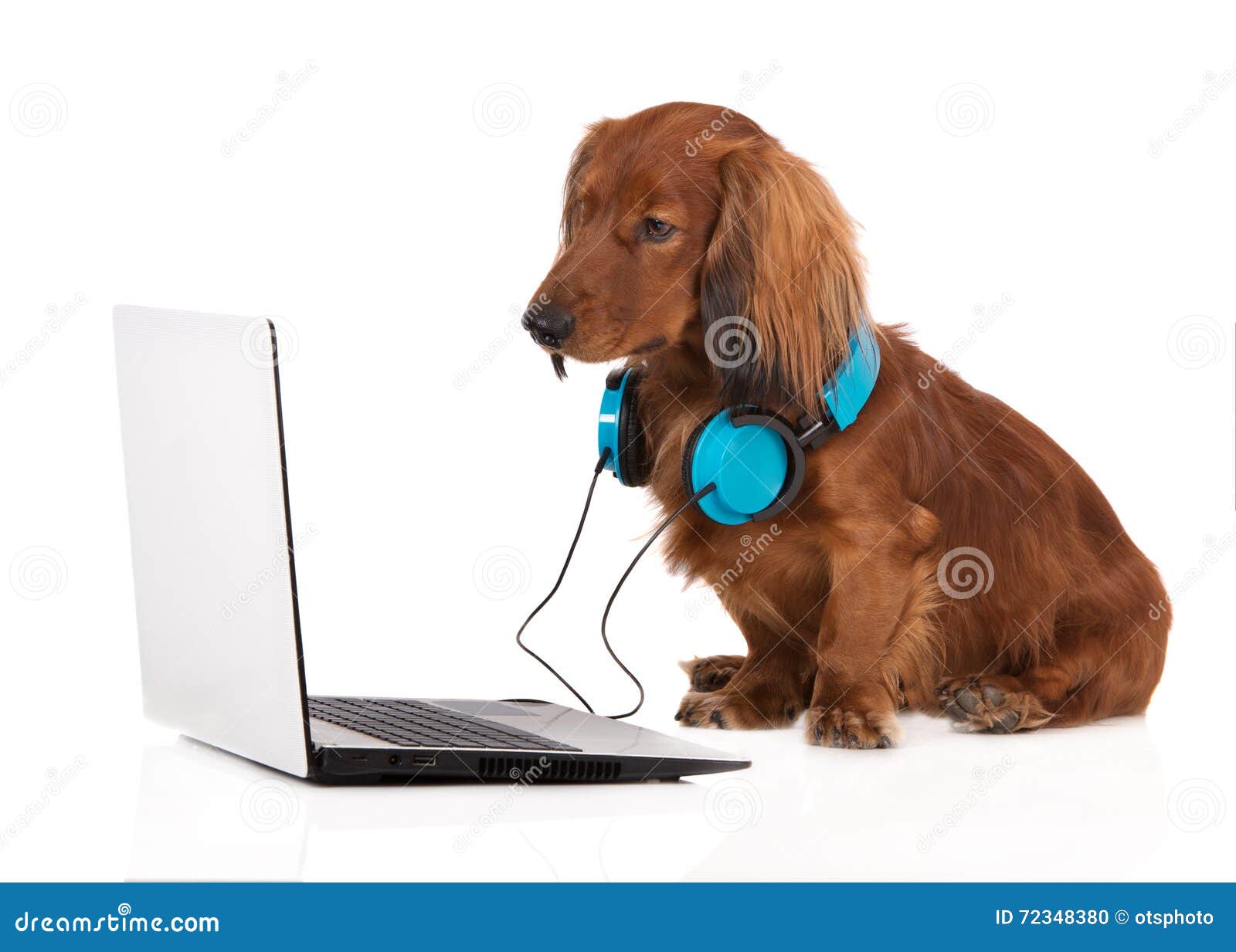 Dog working on a computer stock photo. Image of typing - 72348380