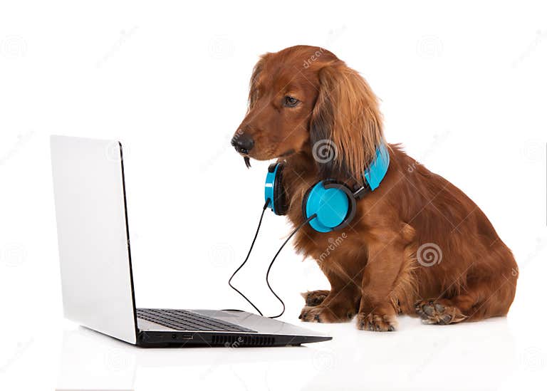 Dog working on a computer stock photo. Image of typing - 72348380
