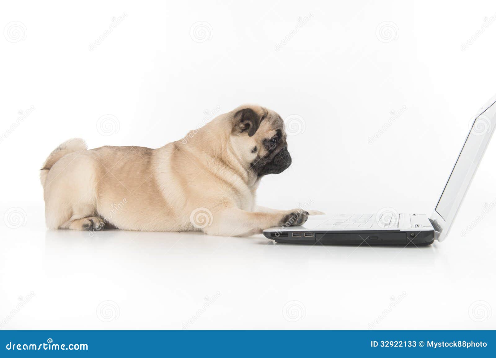 Dog Working at the Computer. Stock Image - Image of side, studio: 32922133