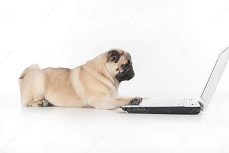 Dog Working at the Computer. Stock Image - Image of side, studio: 32922133