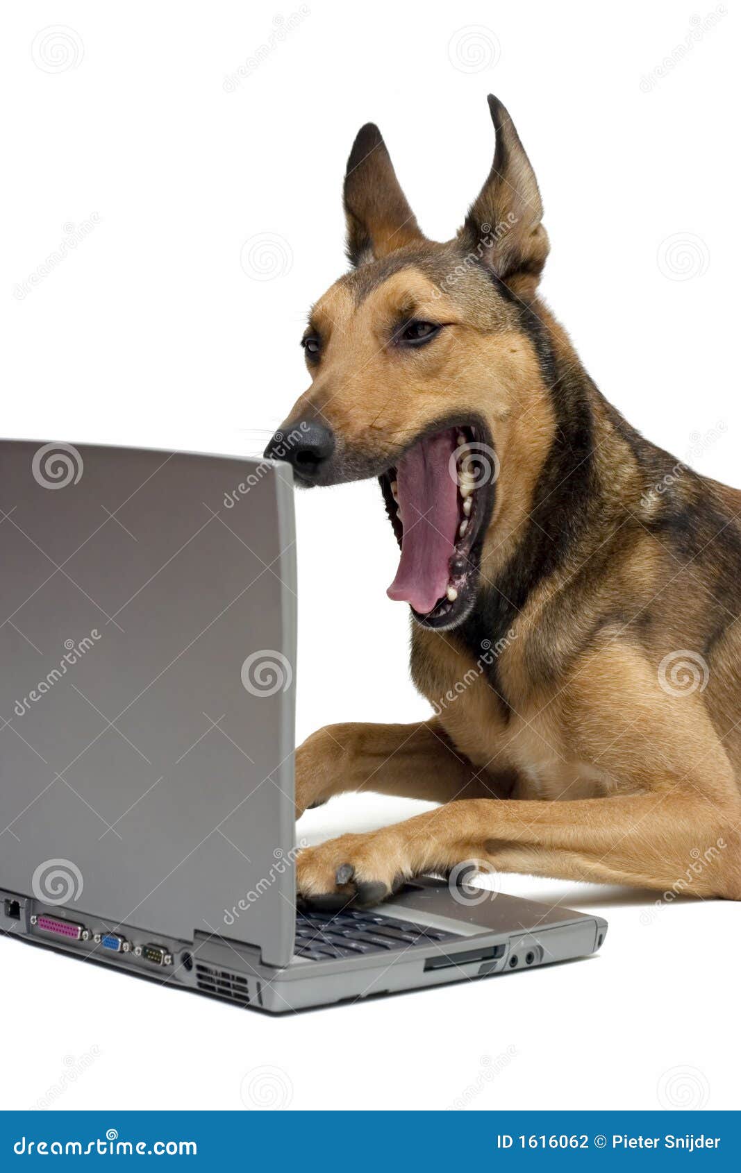 Dog working on laptop stock photo. Image of breed, laptop - 1616062