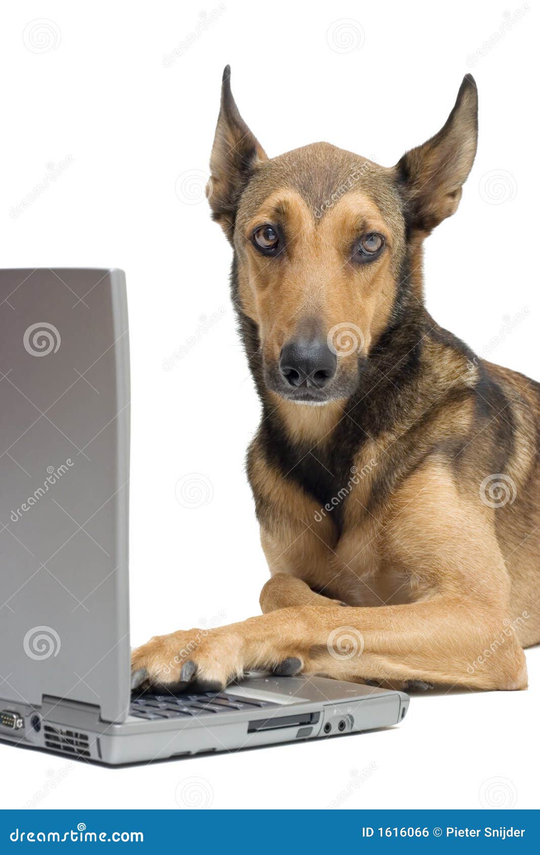 Dog working on laptop stock photo. Image of belgian, copyspace - 1616066