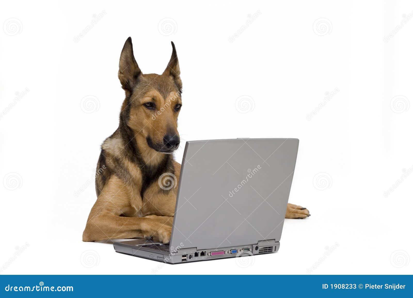 Dog working on laptop stock image. Image of copyspace - 1908233