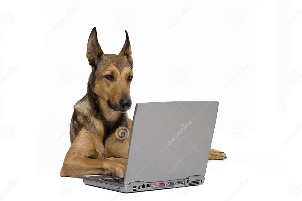 Dog working on laptop stock image. Image of copyspace - 1908233