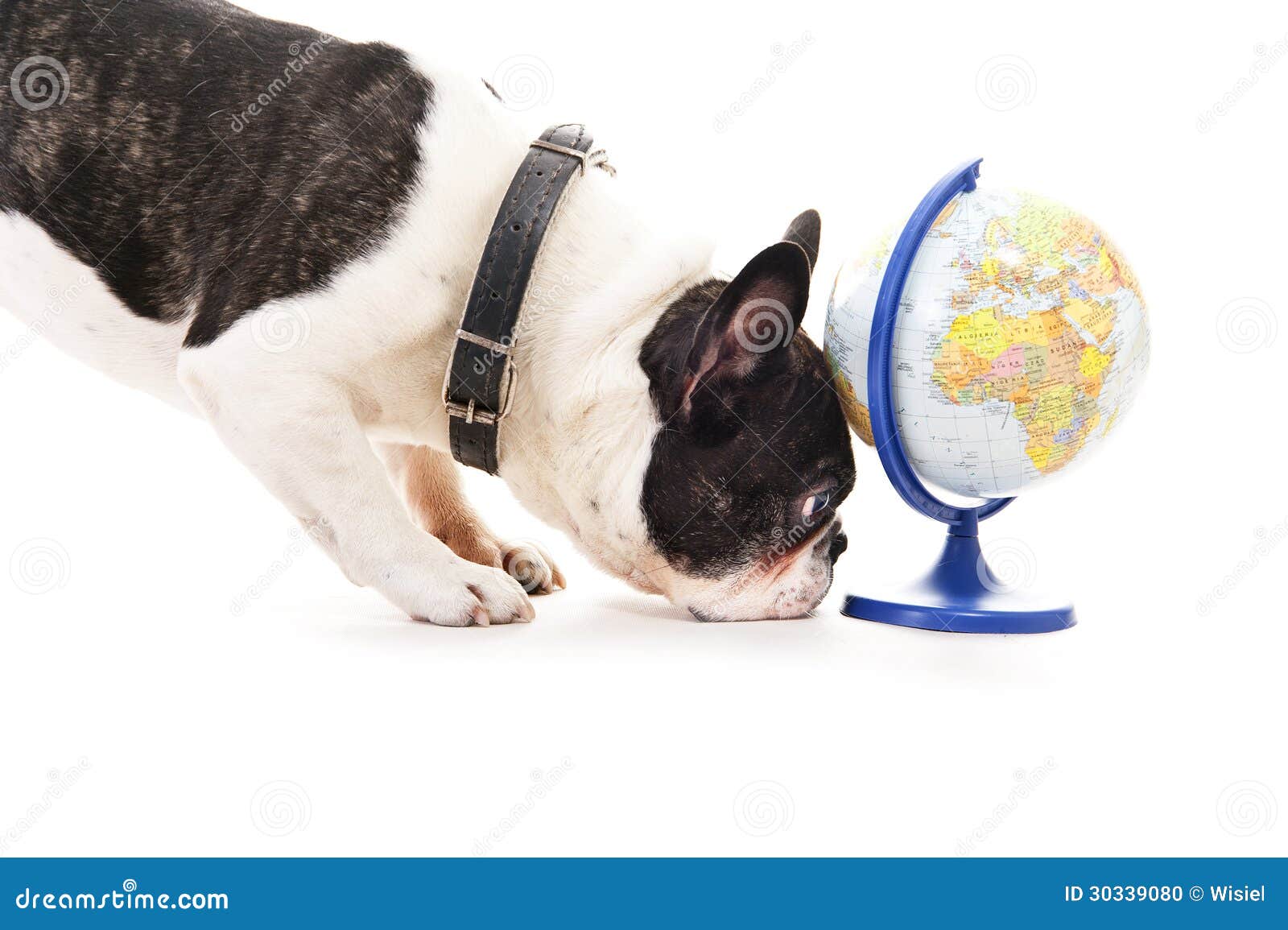 Dog With World Map Stock Photography | CartoonDealer.com #30339080