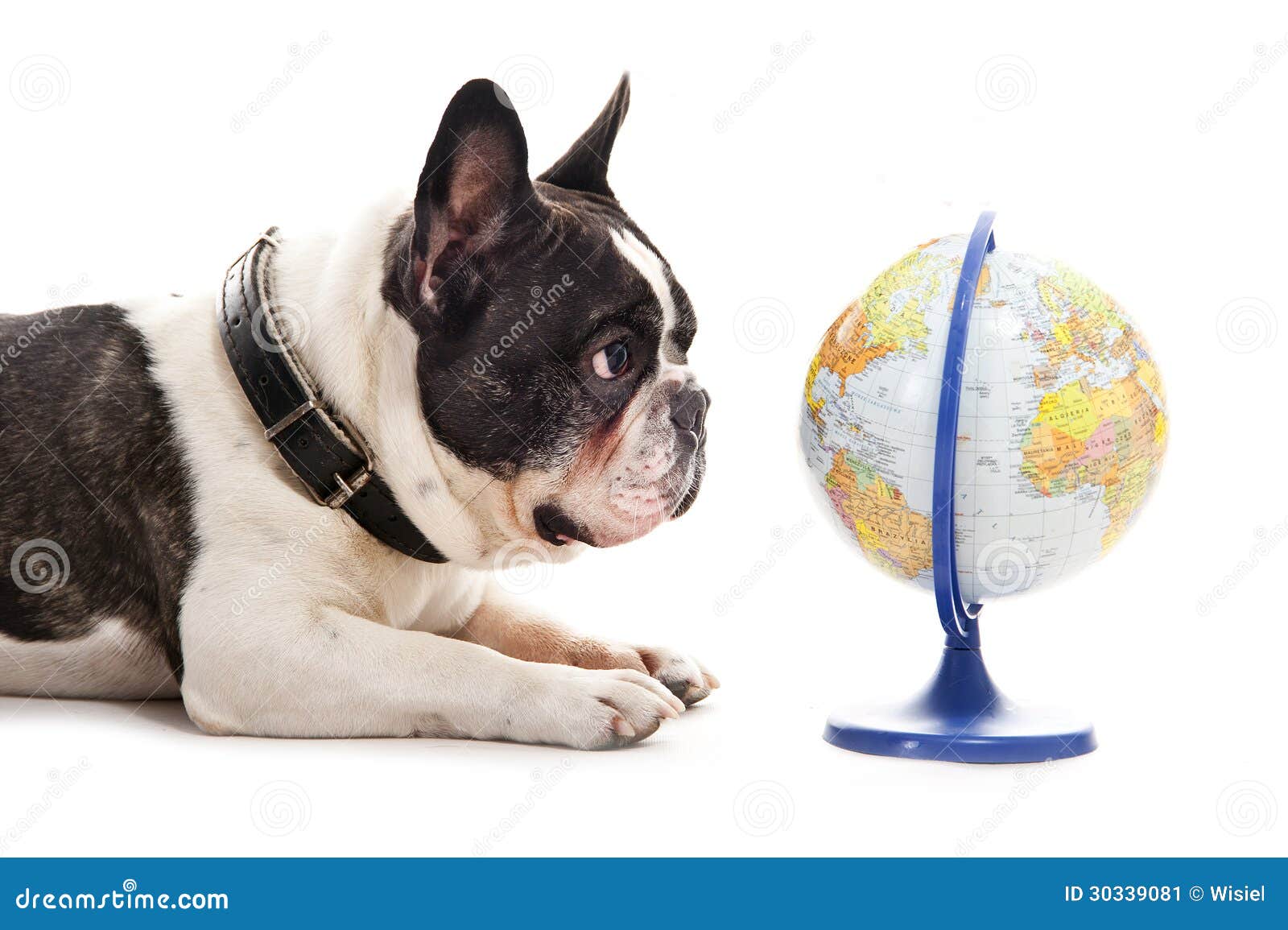 Dog with world map stock image. Image of doggy, education - 30339081
