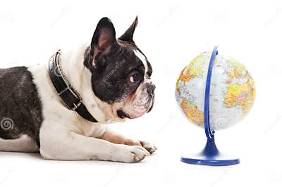 Dog with world map stock image. Image of doggy, education - 30339081