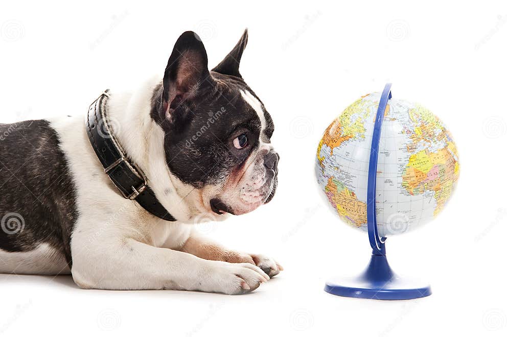 Dog with world map stock image. Image of doggy, education - 30339081