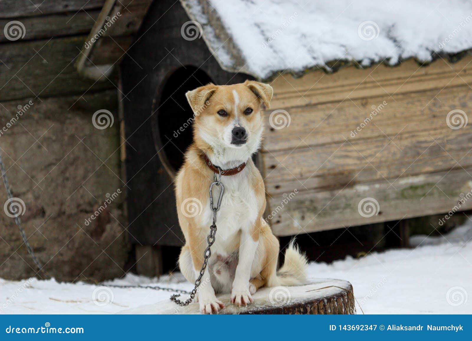 The Dog with the Wrong Bite Sits in the Cold Stock Image - Image of ...