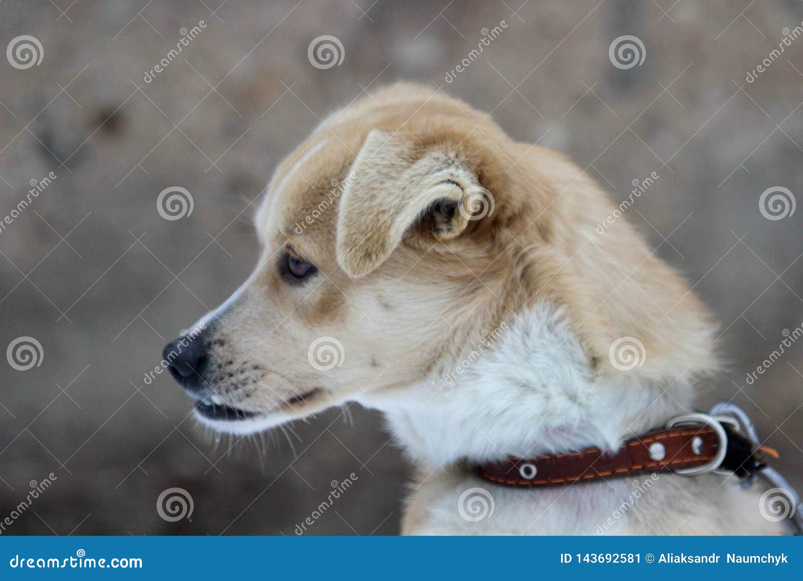 The Dog with the Wrong Bite Sits in the Cold Stock Image - Image of ...