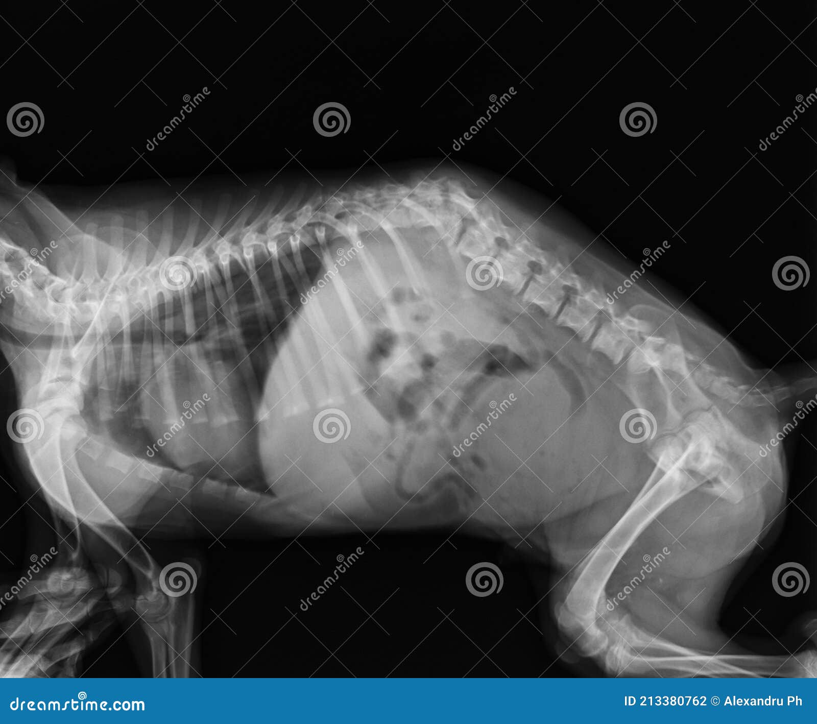 Dog X Ray. Spinal Column Fracture In A Dog. Lumbar Spine Fracture Stock ...