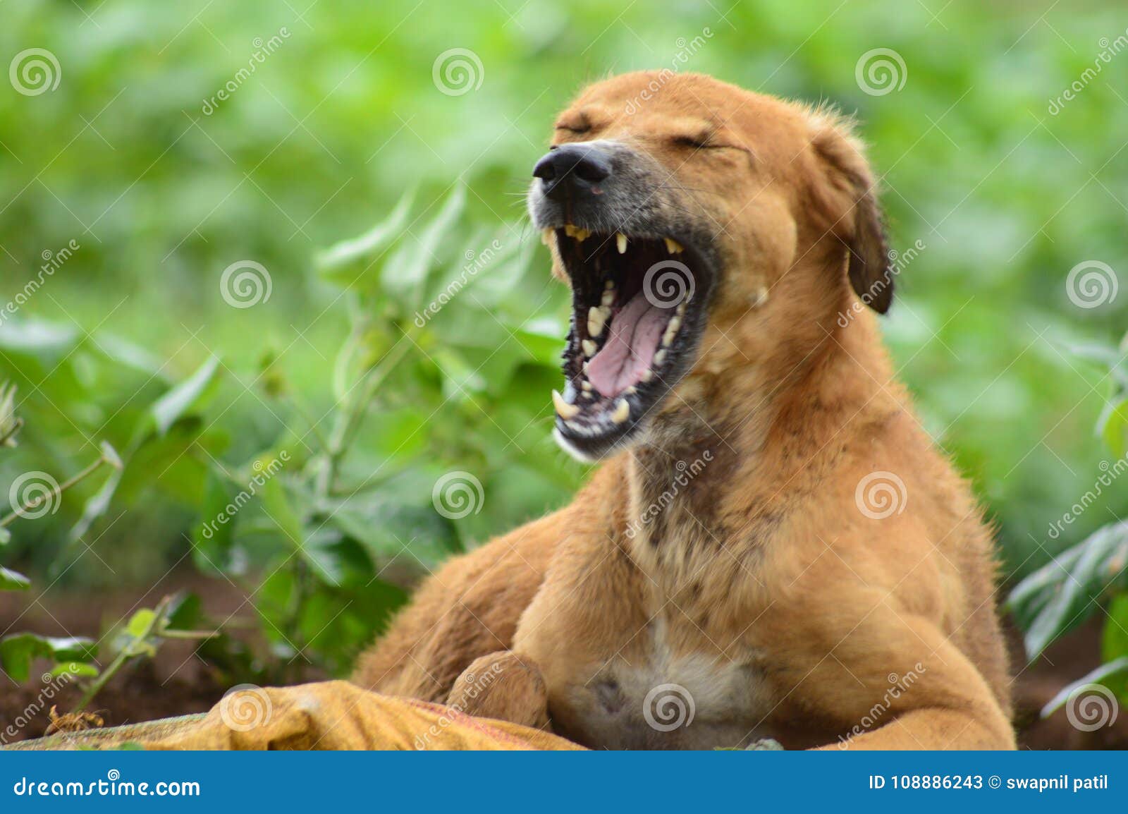 Dog stock image. Image of ddogpet, dogystyle, yawningdog - 108886243