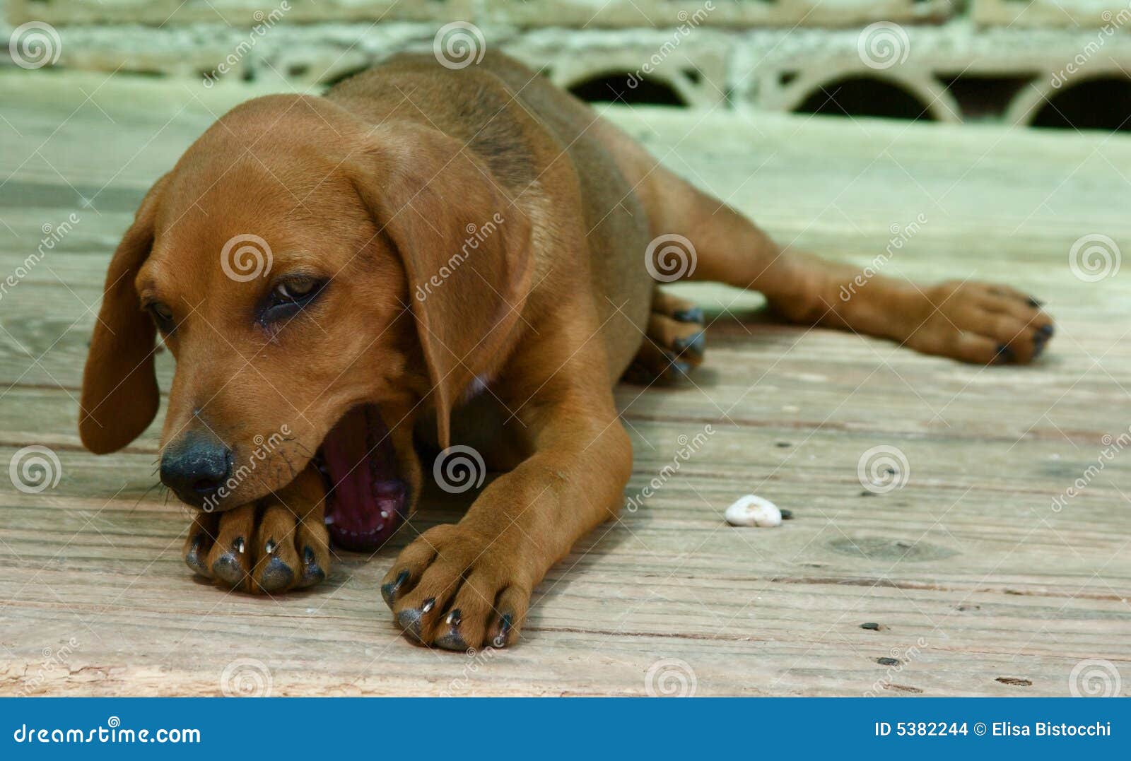 Dog yawning stock photo. Image of brown, animal, pets - 5382244