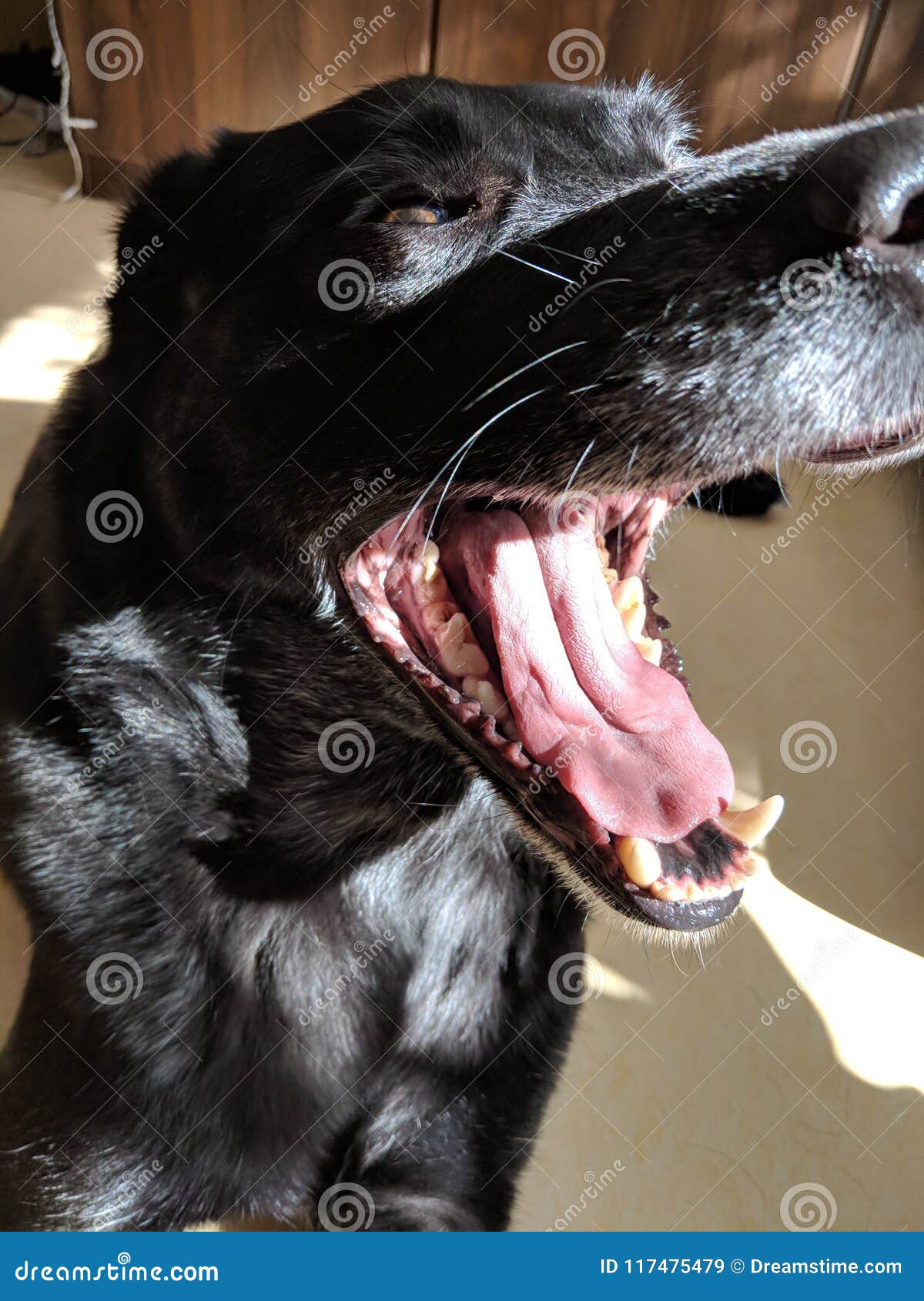 Dog yawning stock image. Image of labrador, yawning - 117475479