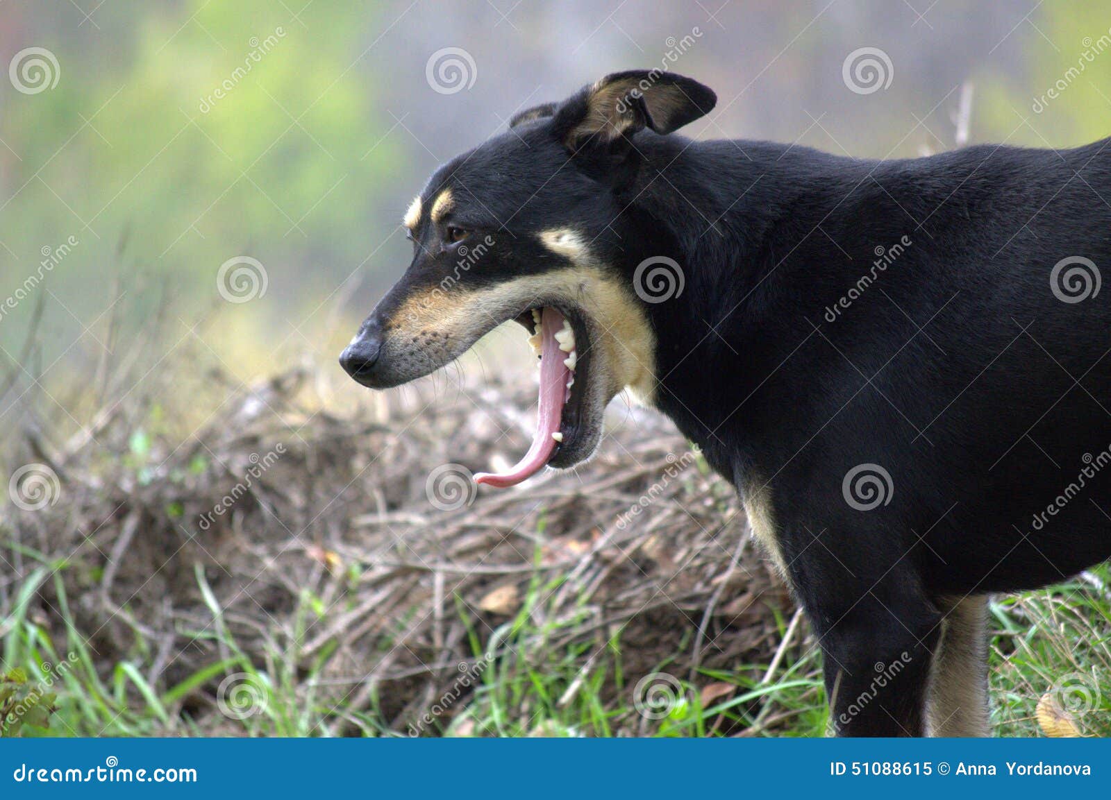 Dog yawning stock image. Image of bored, look, stray - 51088615