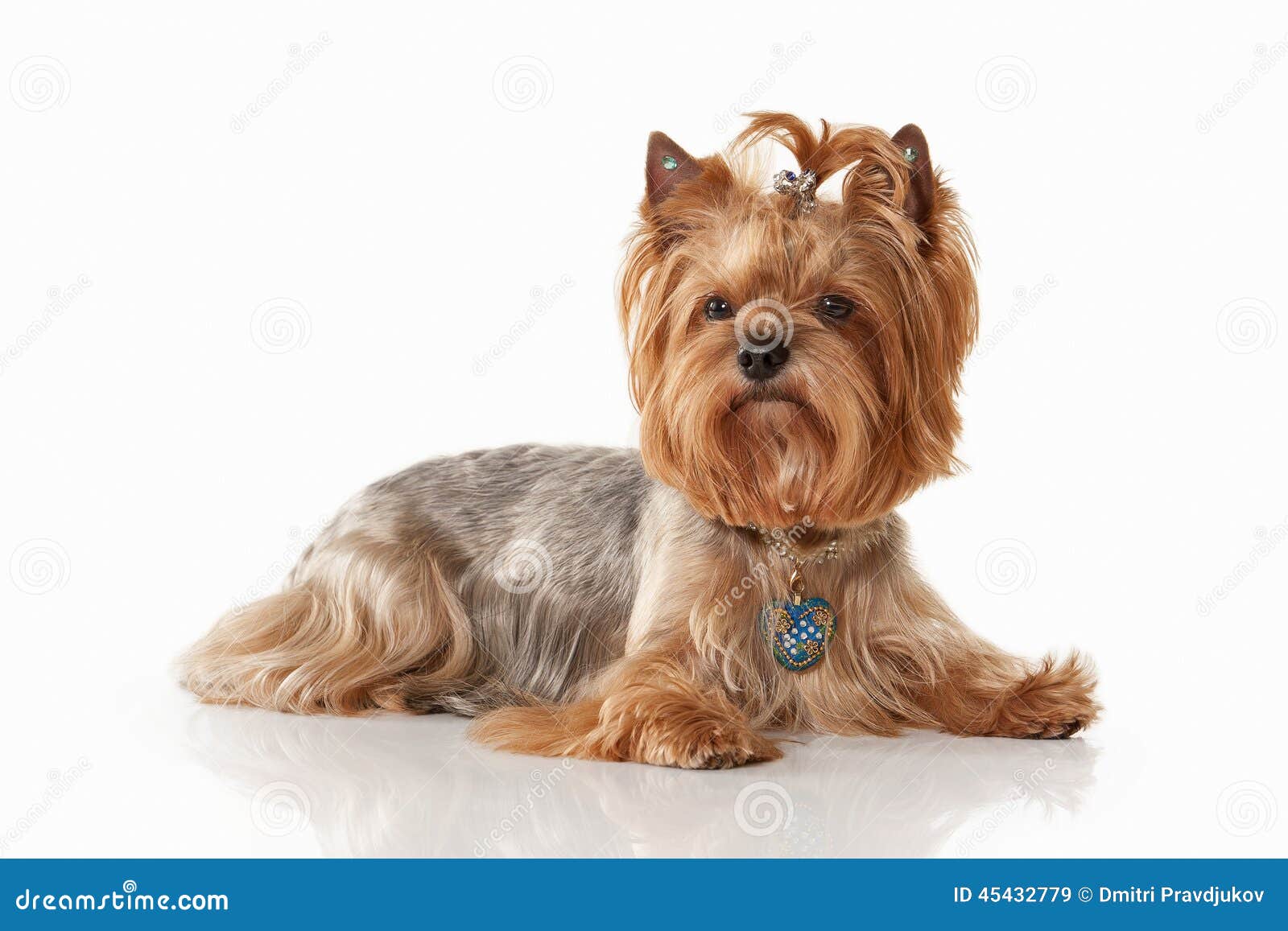 Yorkie Dog Royalty-Free Stock Image | CartoonDealer.com #29635228