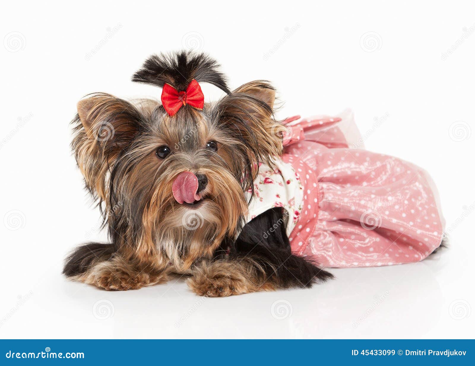 Dog. Yorkie Puppy on White Gradient Background Stock Image - Image of ...