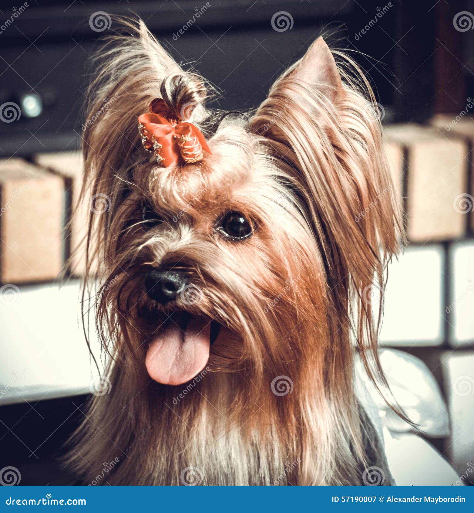 Dog stock image. Image of fiance, girl, pretty, yorkshire - 57190007