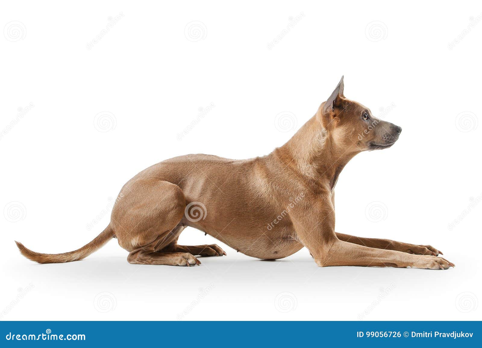 Dog. Young Thai Ridgeback Dog on White Backgrond Stock Photo - Image of ...