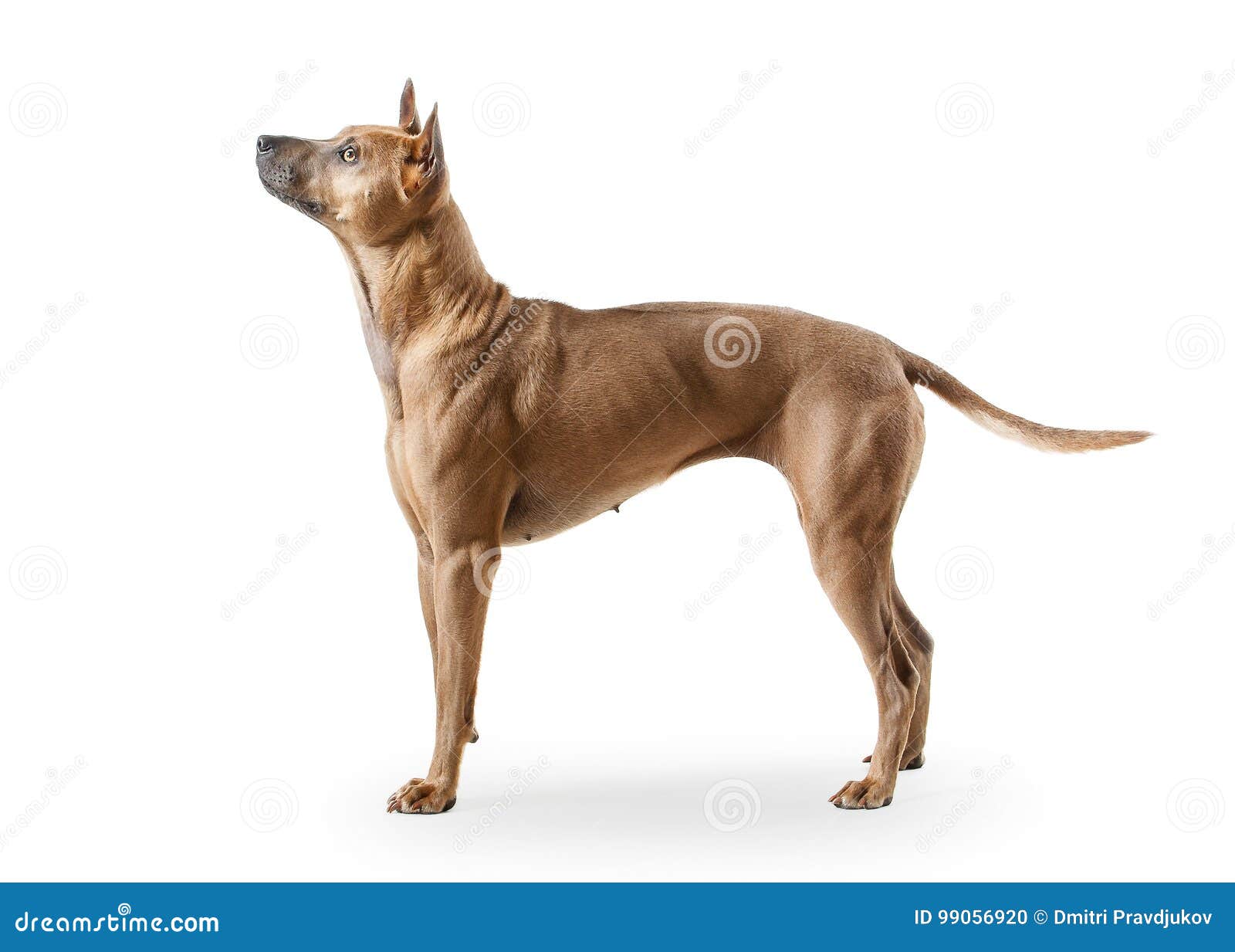 Dog. Young Thai Ridgeback Dog on White Backgrond Stock Photo - Image of ...