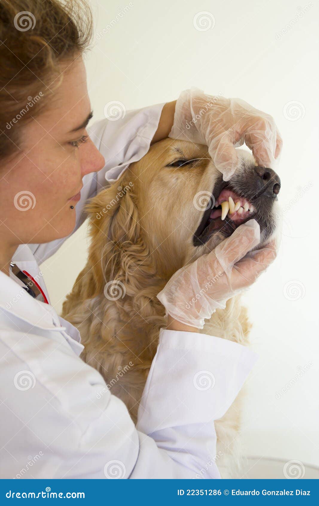 Dog with your veterinarian stock photo. Image of clinical - 22351286